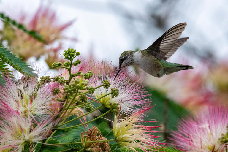Hummingbirds are arriving in NY. See the interactive map