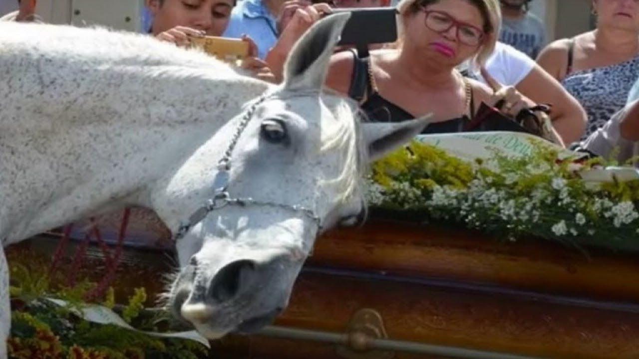 When a Brazilian cowboy died suddenly, his distraught horse did ...