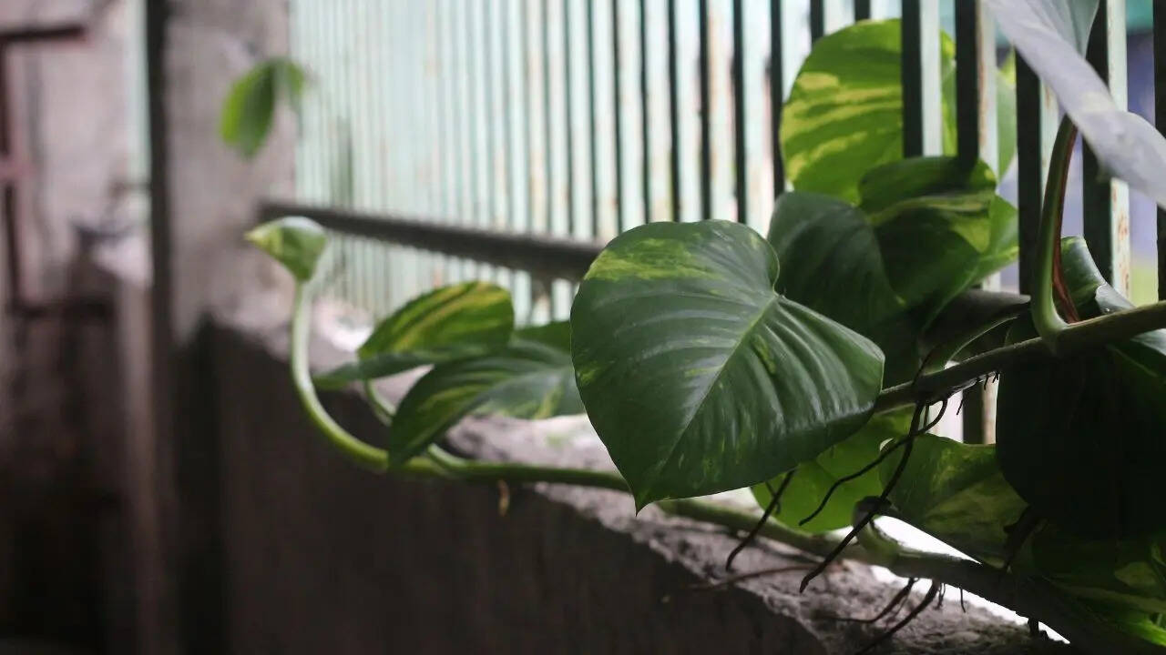 8 beautiful creepers to transform your balcony garden