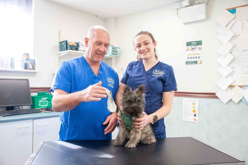 Vets remove whole sock from puppy's stomach after she snatched and ...