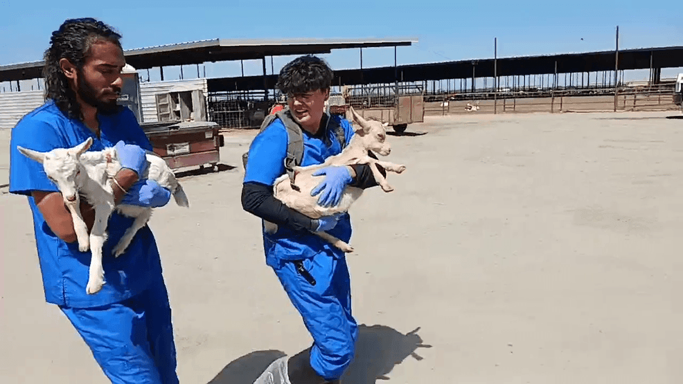 Four animal rights activists charged after taking "ill baby goats" from ...