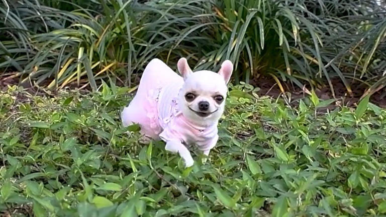 Pearl è un chihuahua di soli 650 grammi, il cane più piccolo del mondo ...