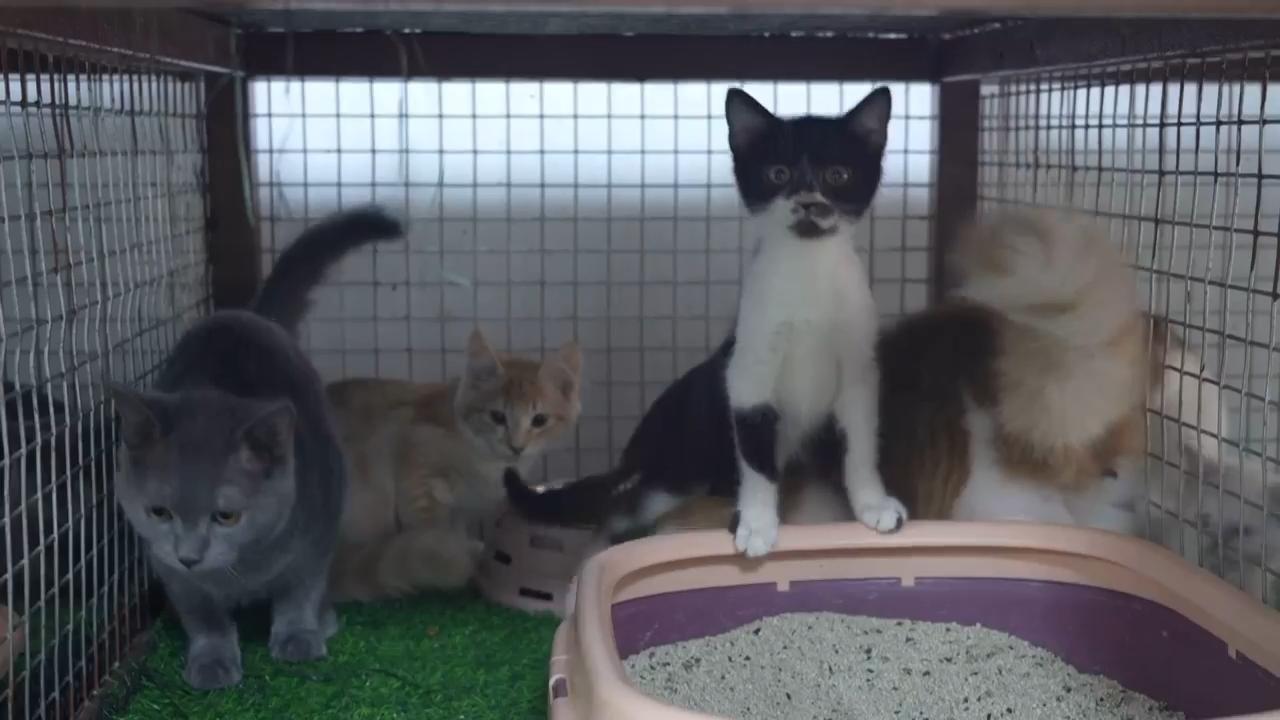 Pets become hidden victims of Iran war as some owners abandon them to flee