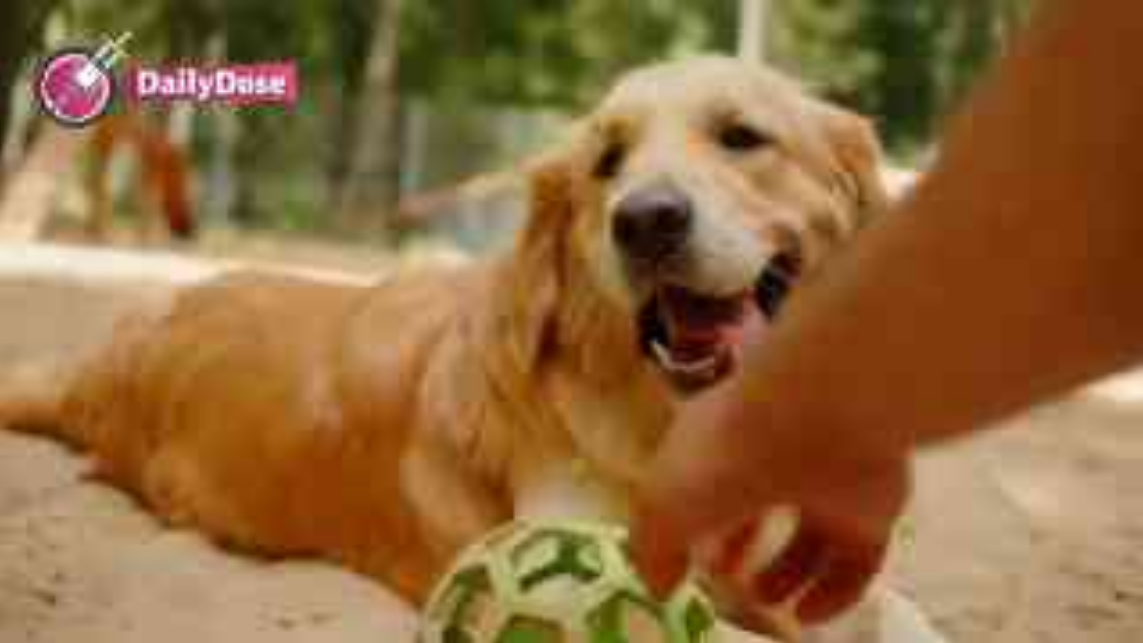 Dog jumps over girl in pool and bites her, the reason will shock you