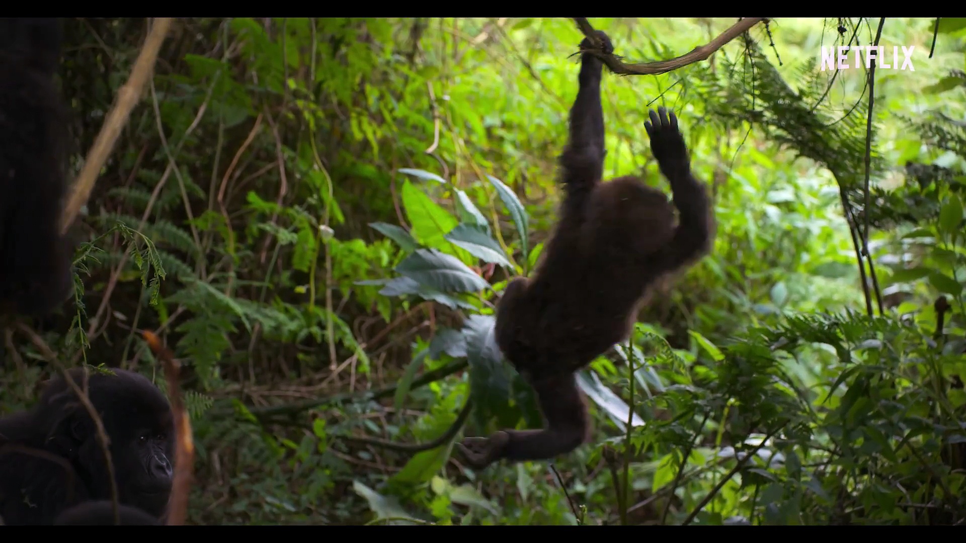 A gorilla story told by David Attenborough