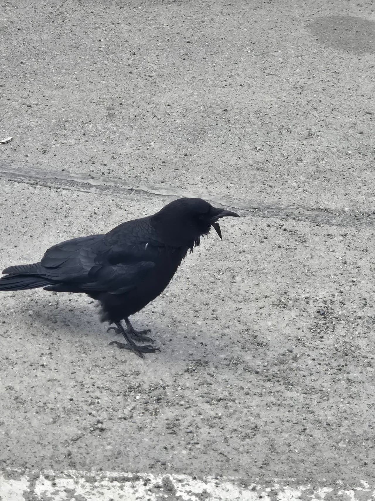 Crow with broken beak targeted for rescue mission in Prince George, BC