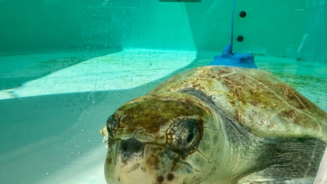 Satellite tracking aids rehabilitation of amputee Kemp's ridley sea turtle