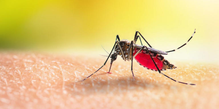 US CDC raises travel alert for 16 countries for dengue fever