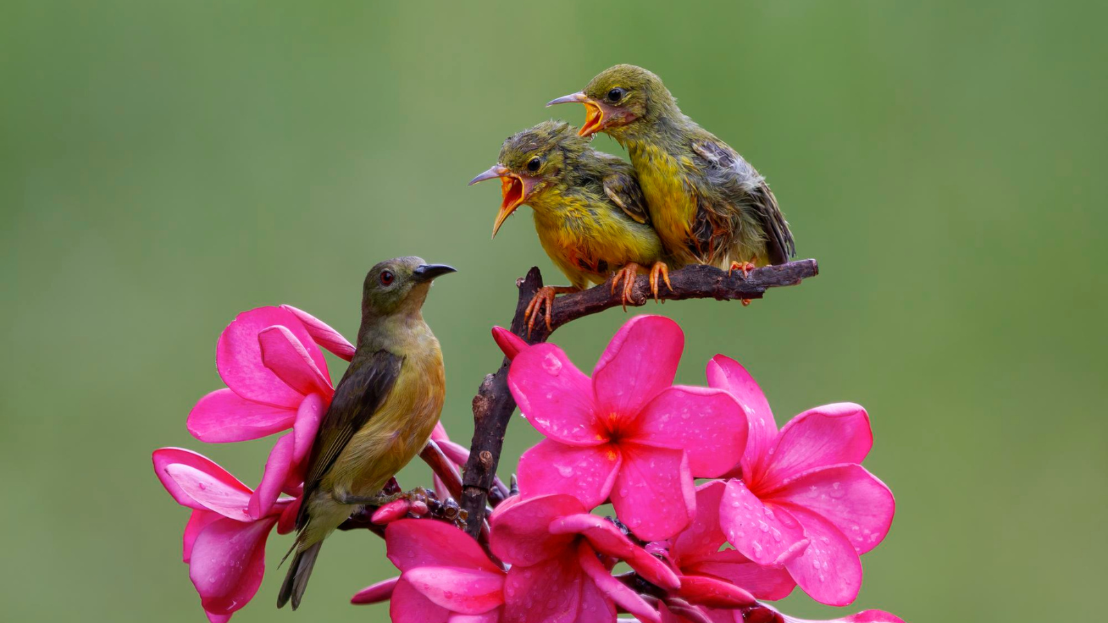 How birds communicate with other species; secrets of bird communication ...