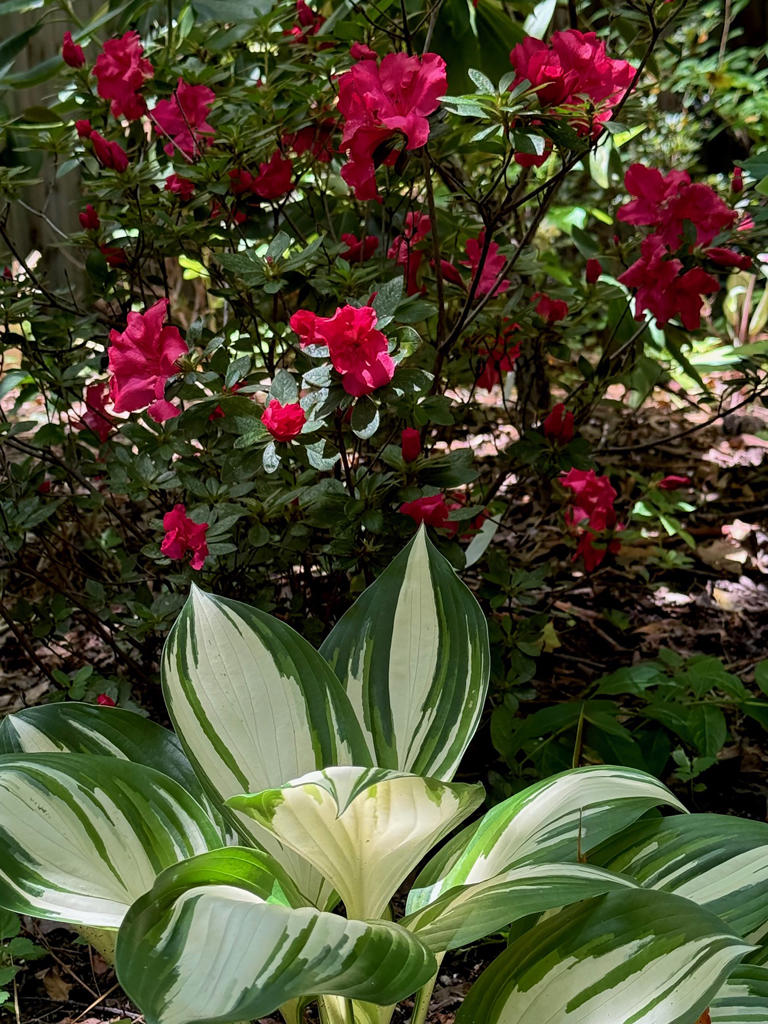 On gardening: The year of the azalea is absolutely Perfecto Mundo
