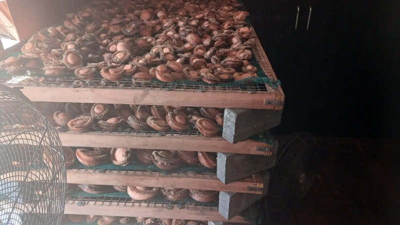 Three suspects arrested in Hawks' R2.5 million abalone trafficking ...