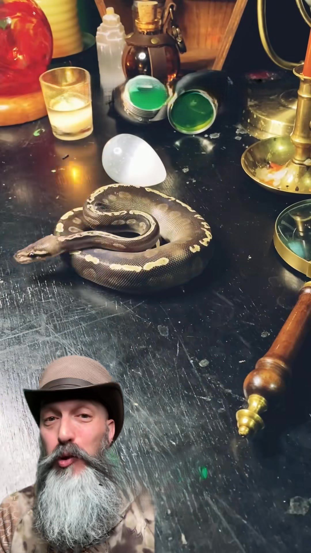 All about ball pythons!
