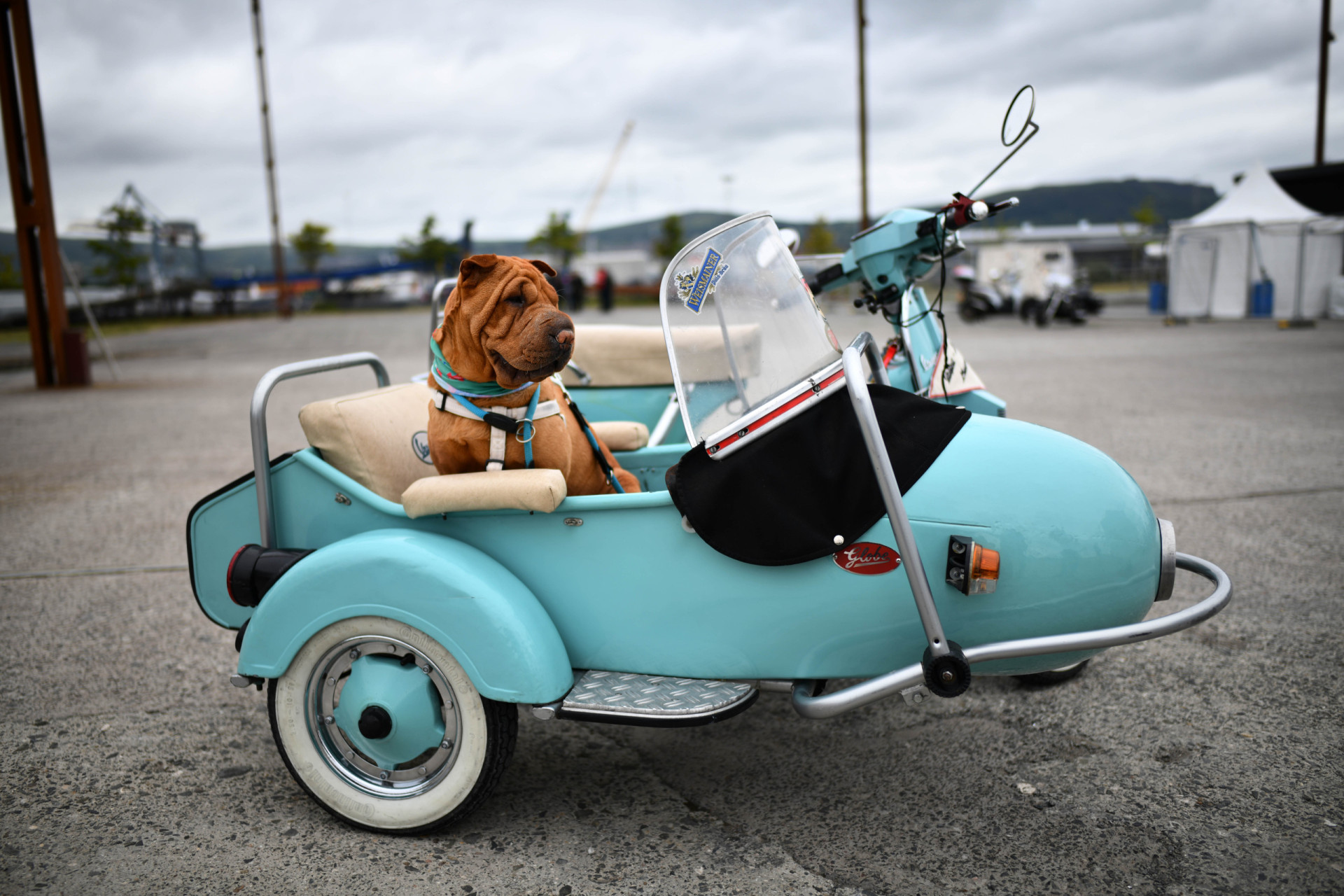 These breeds make the best family dogs