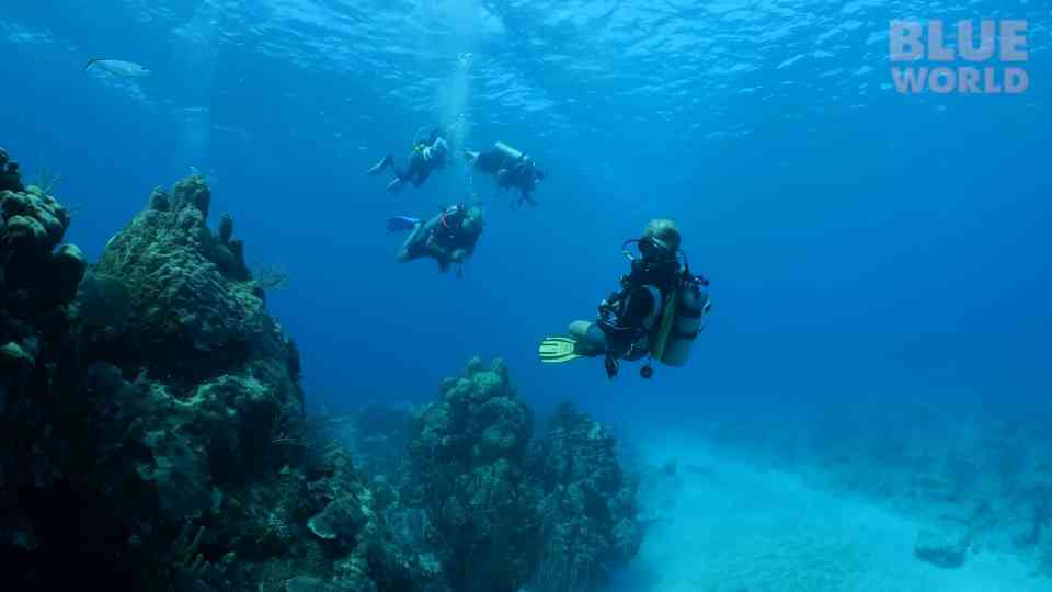 Watch what happens when a Hollywood actress tries her first real ocean dive