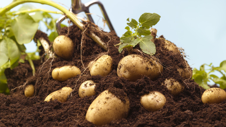 Myths about sprouted potatoes: Are they safe to eat or not?