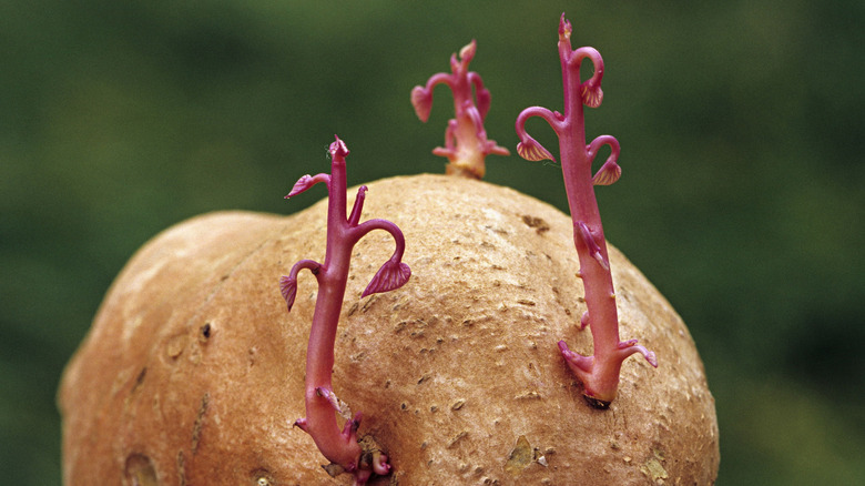 Myths about sprouted potatoes: Are they safe to eat or not?