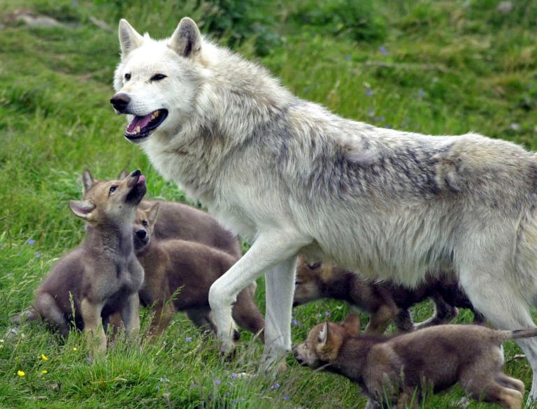 British wildlife park euthanises entire pack of wolves then claims: 'We ...