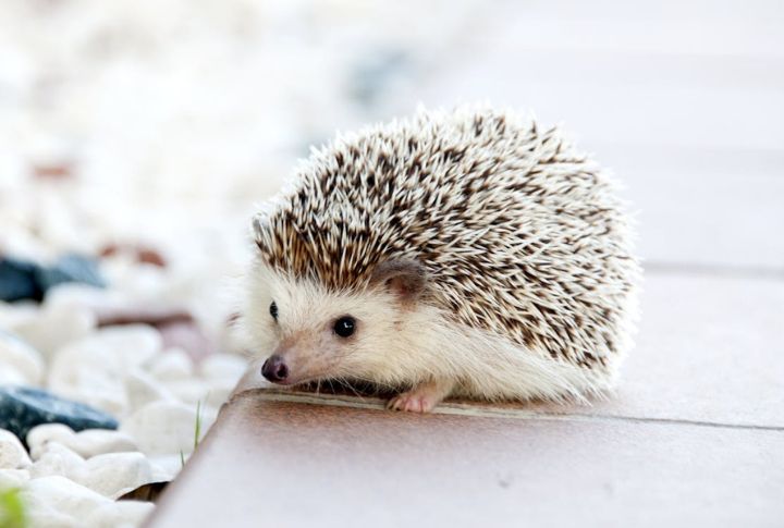 15 exotic pets that make perfect housemates
