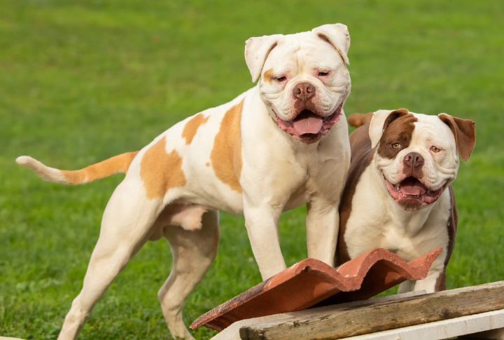 15 reasons American bulldogs are so popular