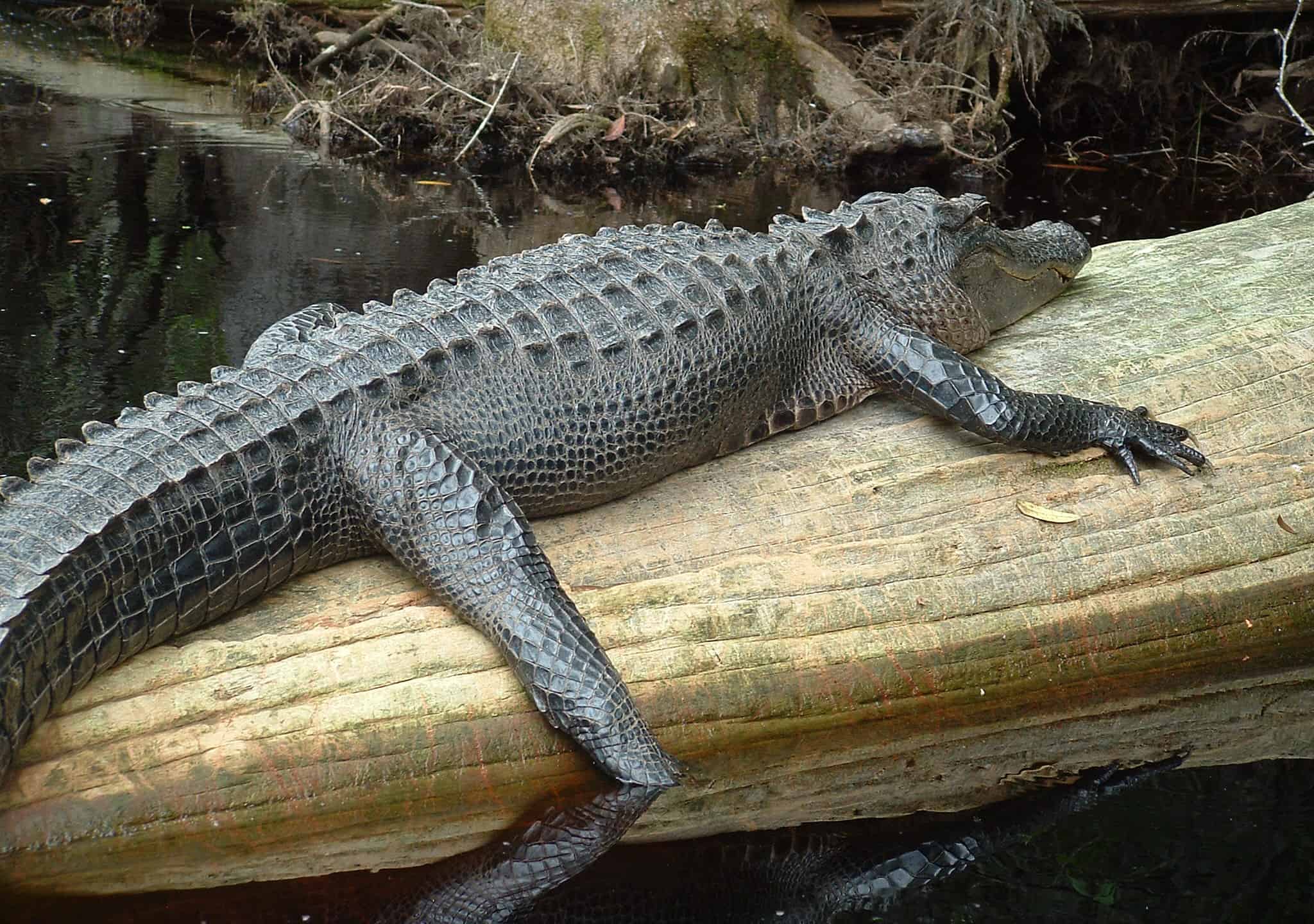 5 people battled this giant alligator before finally subduing it