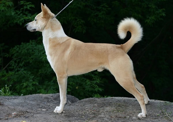 Here's what everyone is missing about the 11 least popular AKC dog breeds
