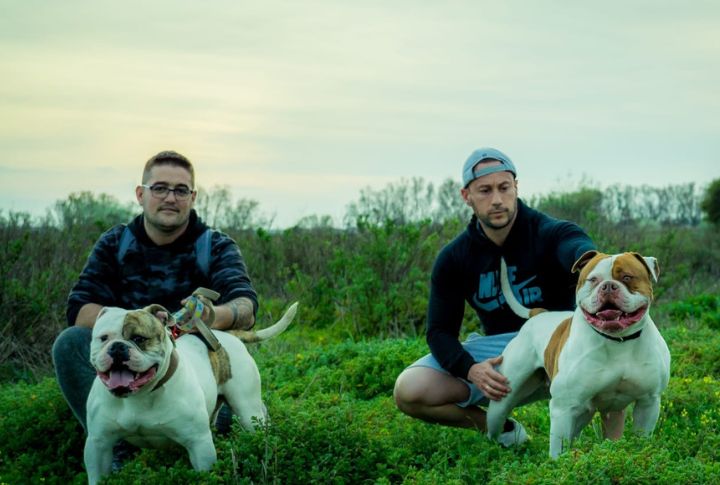 15 reasons American bulldogs are so popular
