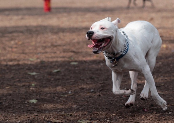 The 15 most pet friendly cities in the United States
