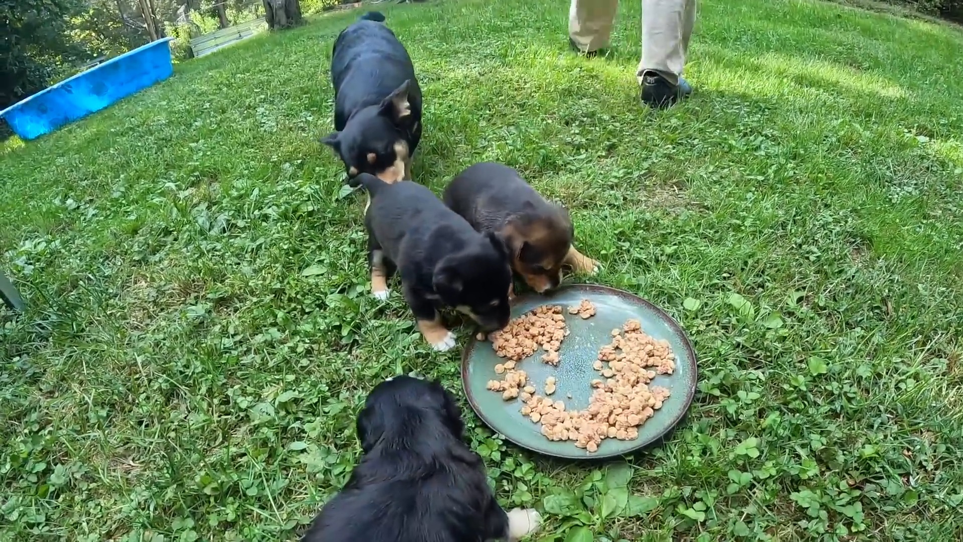Mama dog was done nursing – then the puppies hit the grass for the ...