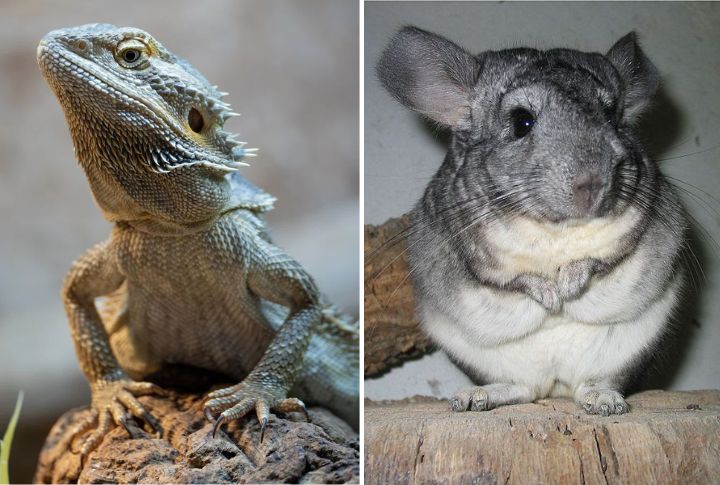 15 exotic pets that make perfect housemates