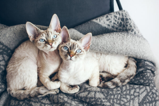 Should you sleep with your cat?