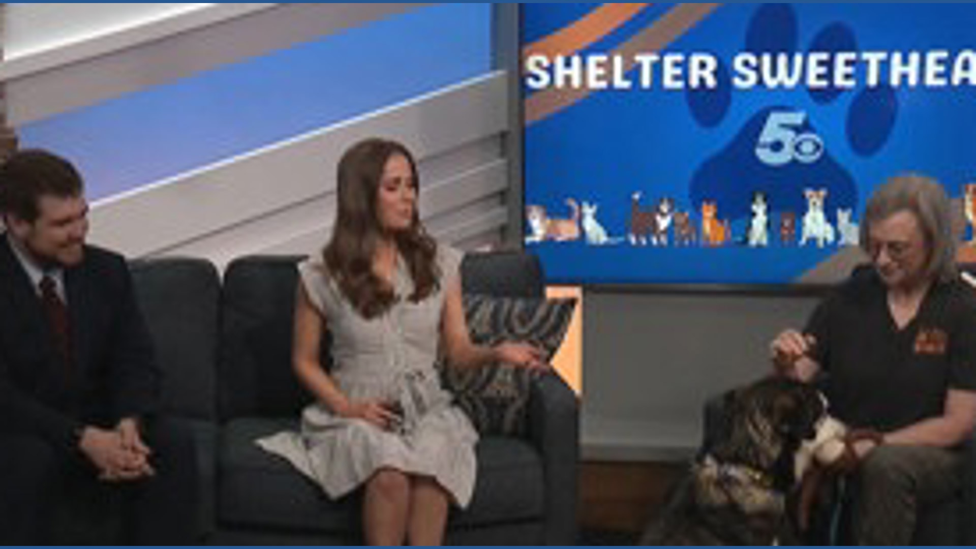 Meet Fluffy, this week's shelter sweetheart!