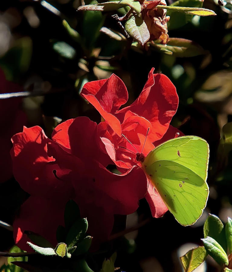 On gardening: The year of the azalea is absolutely Perfecto Mundo
