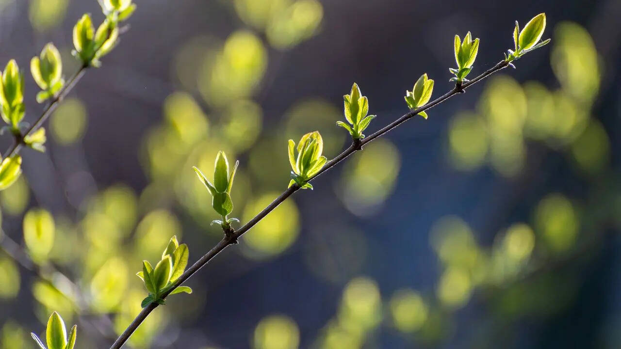 How to grow Ketaki flower in your home garden