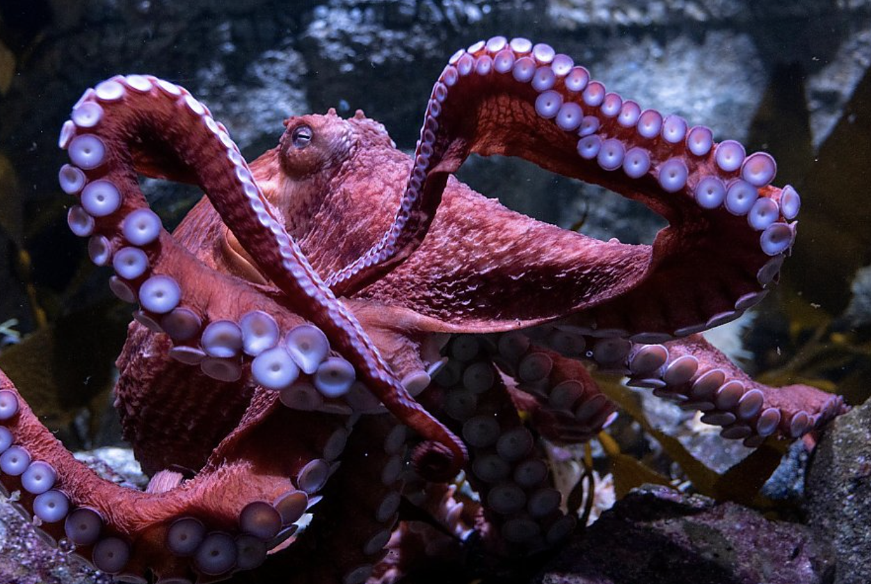 Aquarium of the Pacific mourns death of octopus Ghost