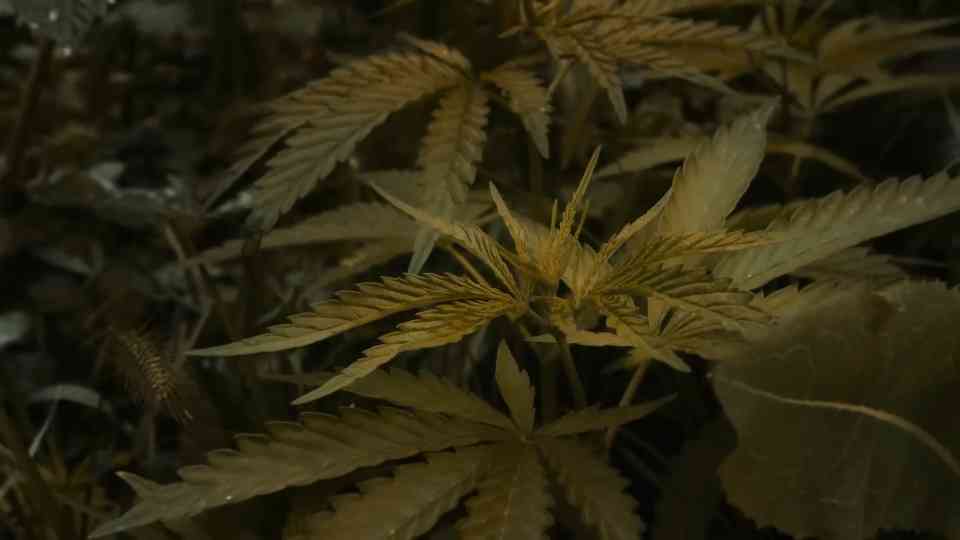 This is what cowboys were really smoking after long days on the trail