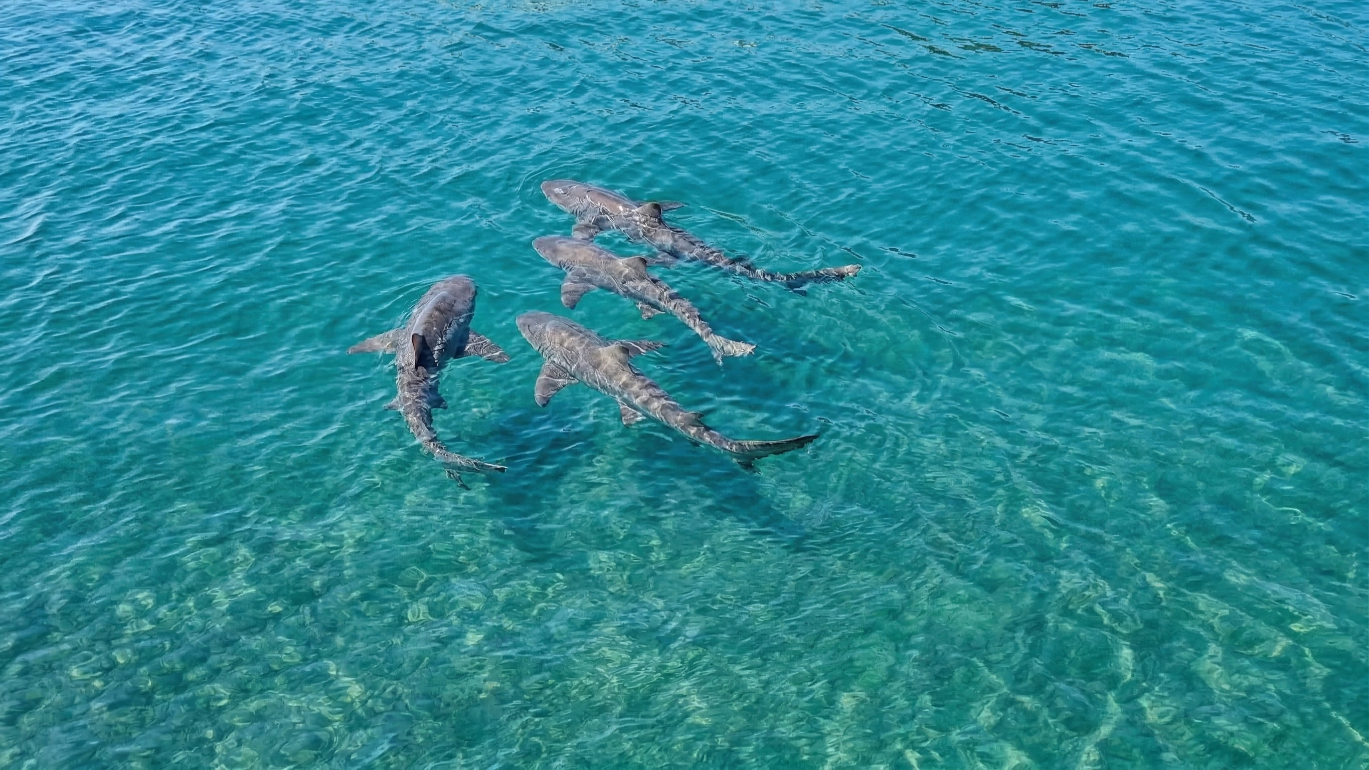 Massive shark hiding below - and he takes the shot