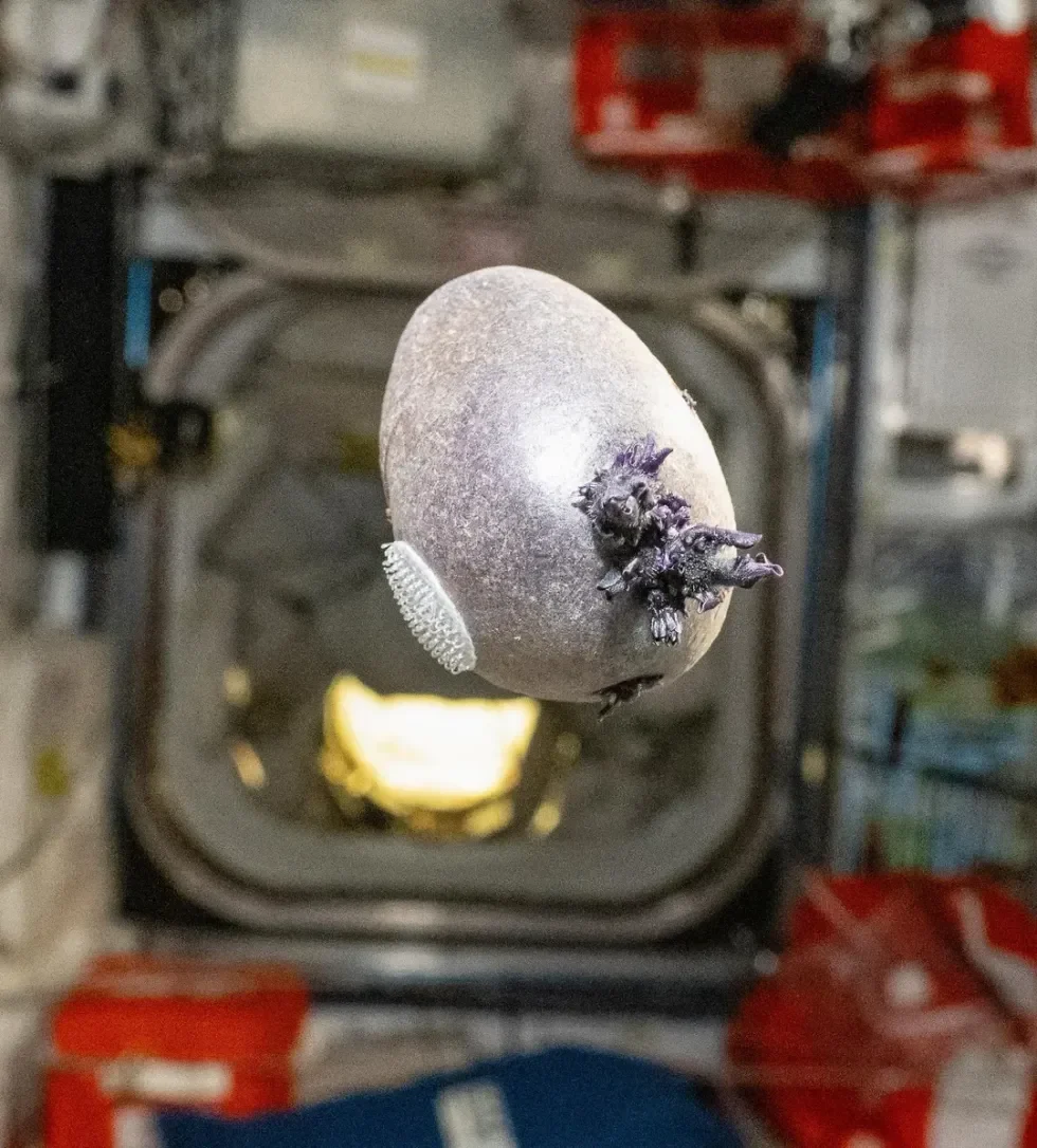 NASA astronaut shares new photo of twisted purple growth on board ...