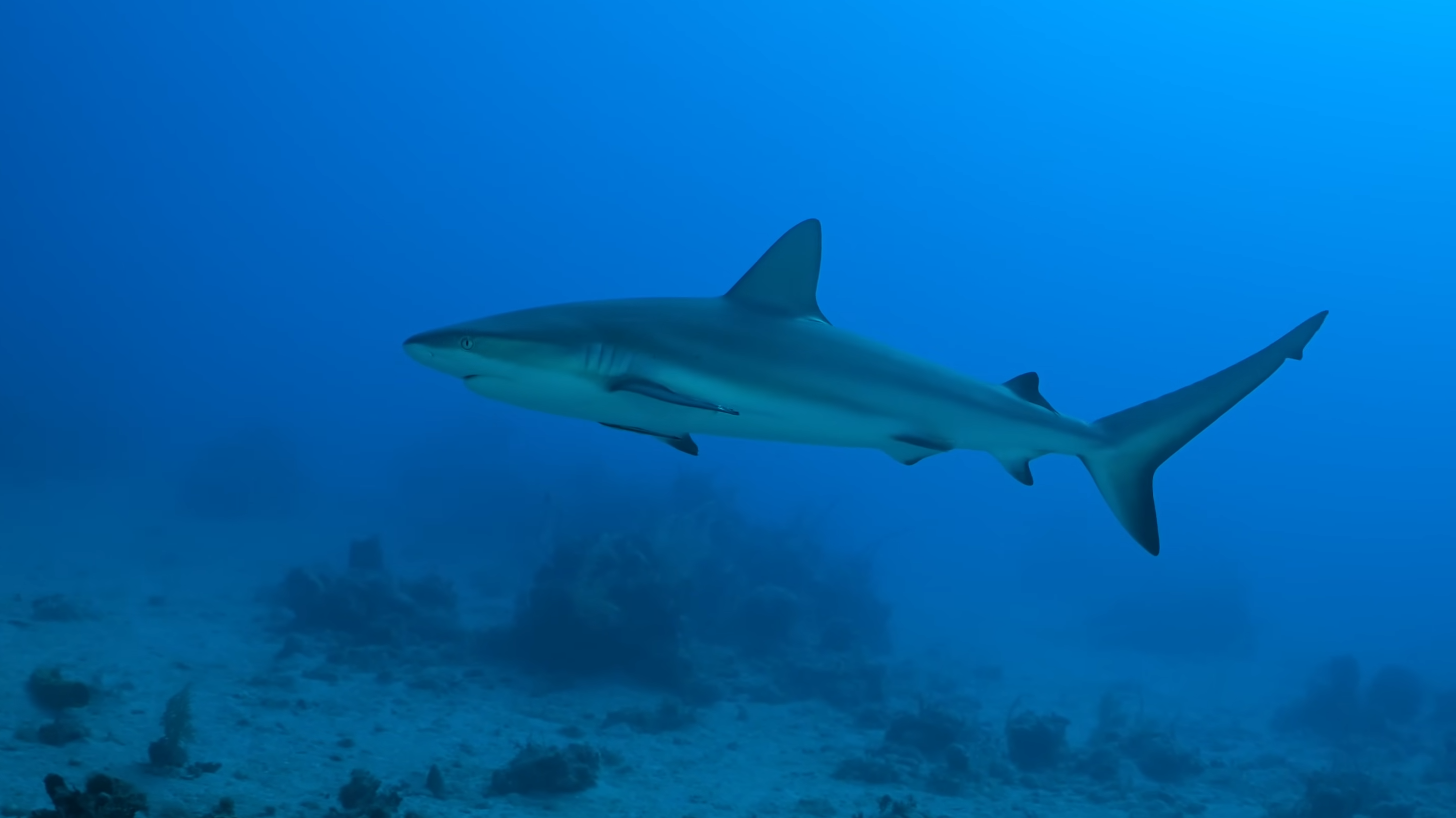 Watch what happens when sharks suddenly appear during the dive