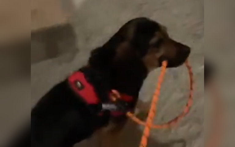 Laughter at what rescue dog does whenever she gets tired on walks