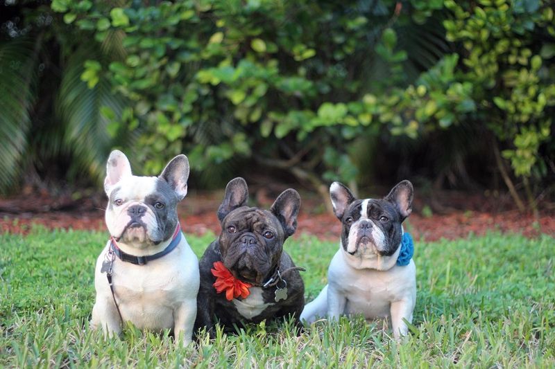 18 dog breeds that keep owners guessing because their moods change ...