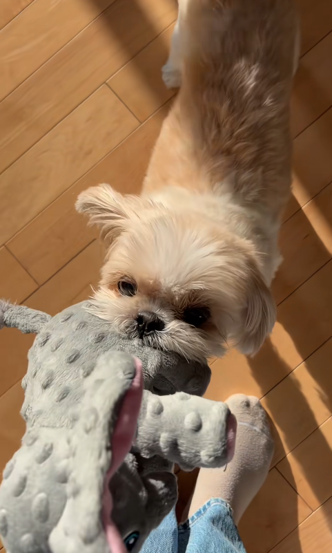 Playing games with a sassy dog is pure fun