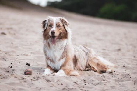 20 worst dogs for kids