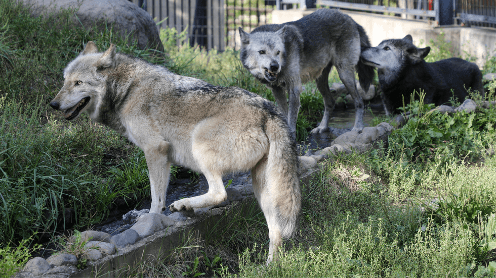 British wildlife park euthanises entire pack of wolves then claims: 'We ...
