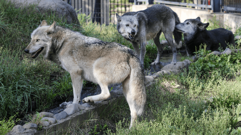 British wildlife park euthanises entire pack of wolves then claims: 'We ...