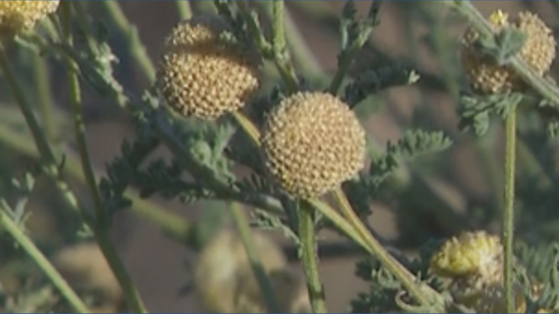 What's the problem with stinknet? An invasive plant that pops up in the ...