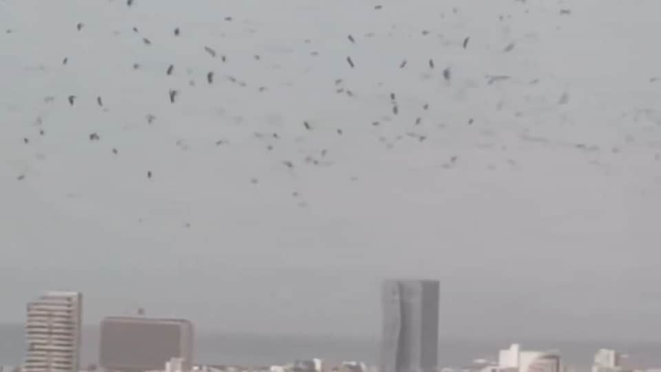 ‘Harbinger of doom’? Viral videos show thousands of crows swarming Tel ...