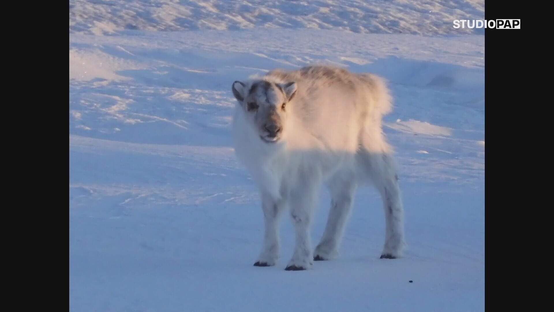 Polarnik: klimat Arktyki jest surowy, ale piękny