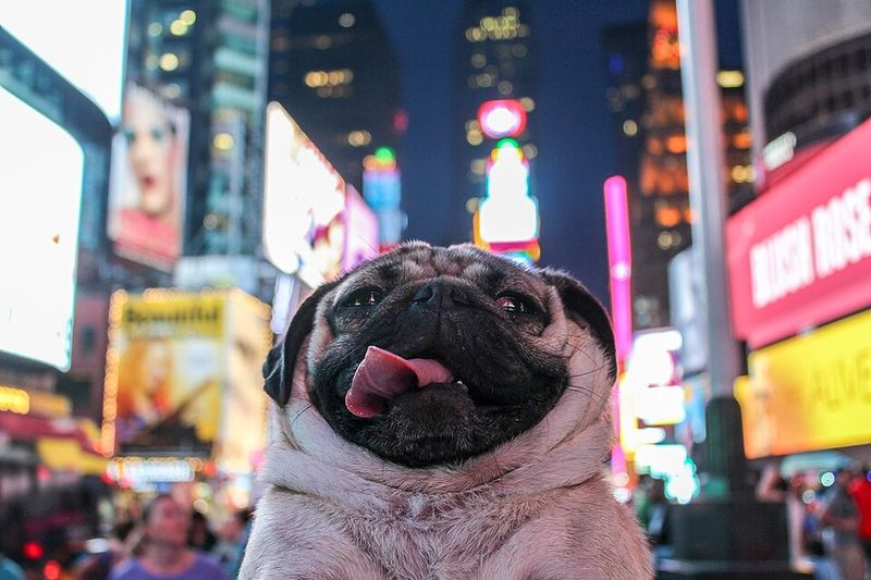 18 dog breeds that keep owners guessing because their moods change ...