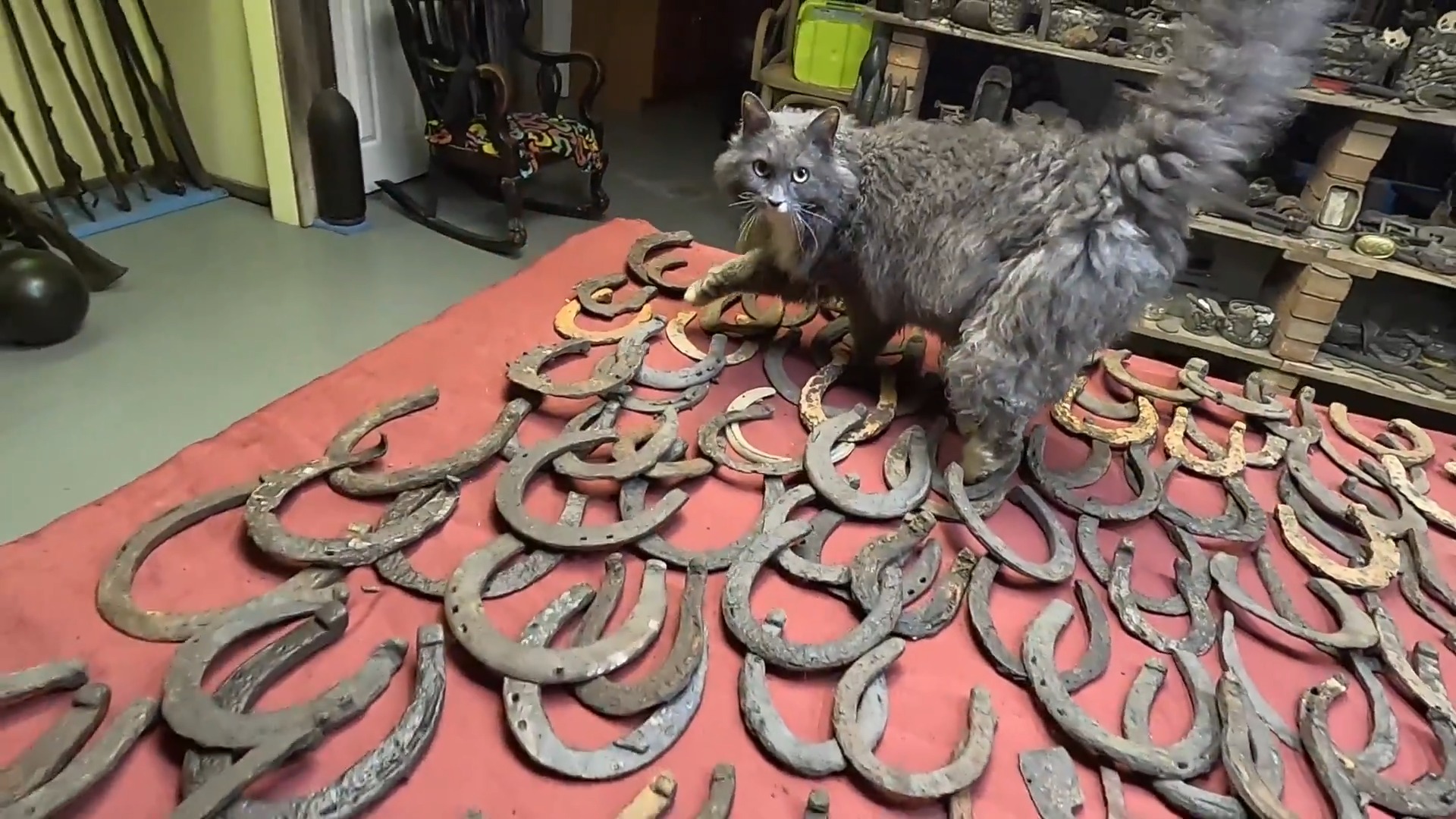 People keep calling it an ox shoe – then he shows why it’s just a ...