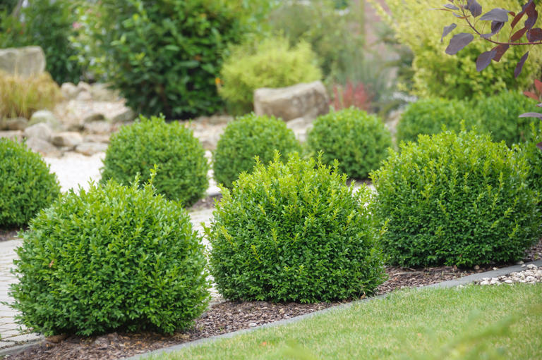 These perfectly round shrubs basically prune themselves
